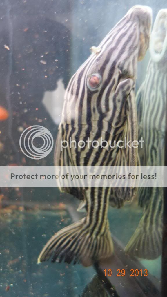 What's the difference between all L27's? | MonsterFishKeepers.com