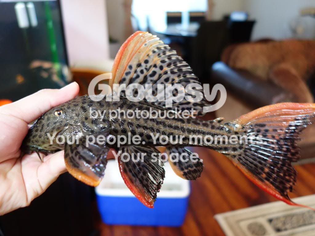 How to pick a pleco up properly? | MonsterFishKeepers.com