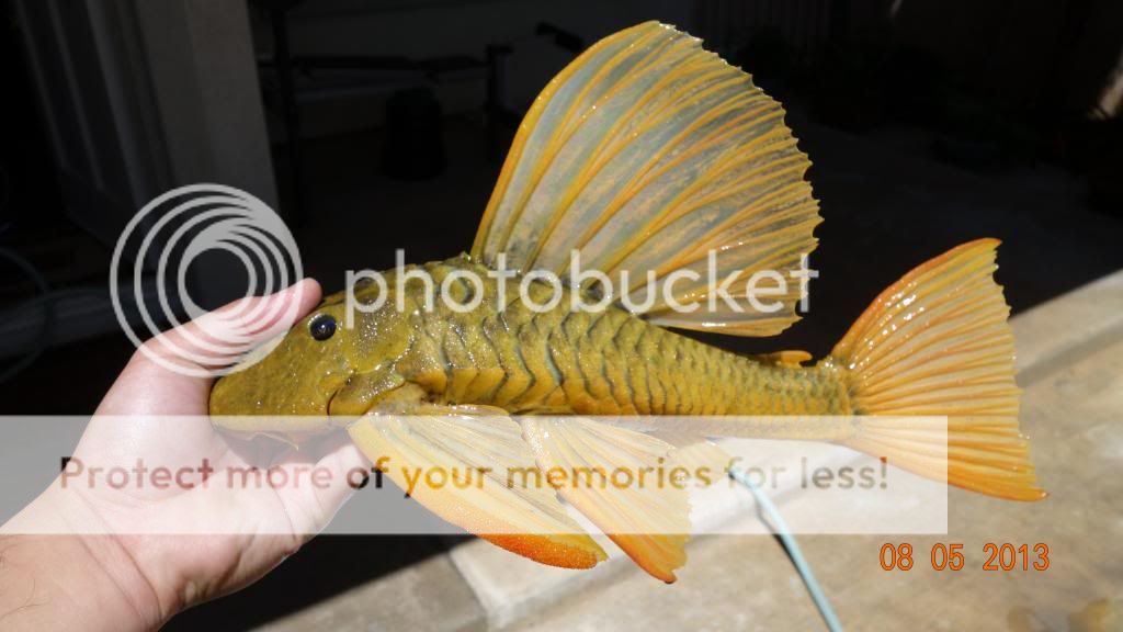 Hypostomus Luteus Phase 3, L427, L273, L282, and other rare plecos, PU ...