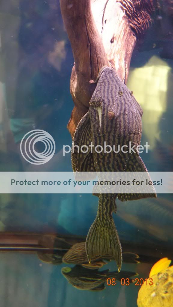 Hypostomus Luteus Phase 3, L427, L273, L282, and other rare plecos, PU ...