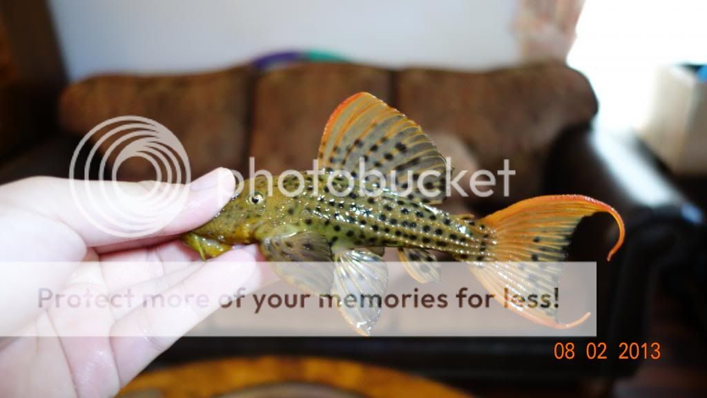 Hypostomus Luteus Phase 3, L427, L273, L282, and other rare plecos, PU ...