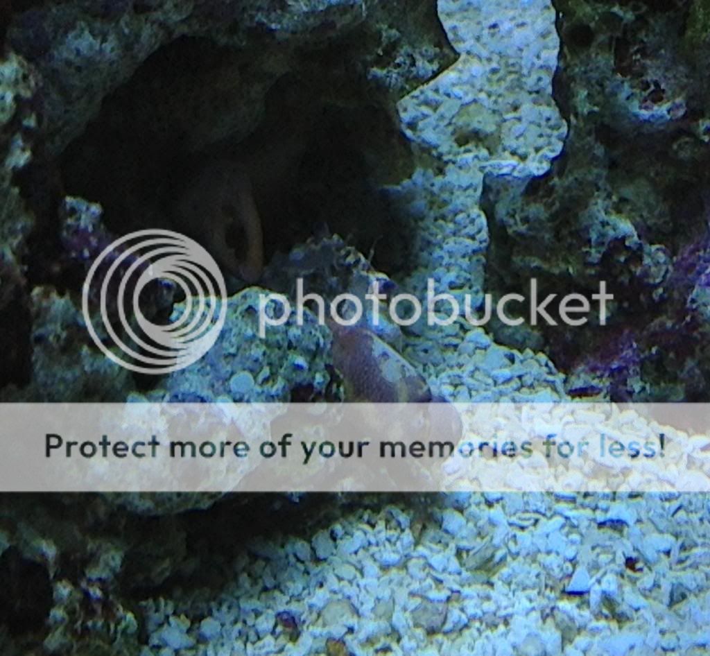 Spots on Mithrax Crab / Red Bugs - Sick? - Pest and Disease Treatments ...